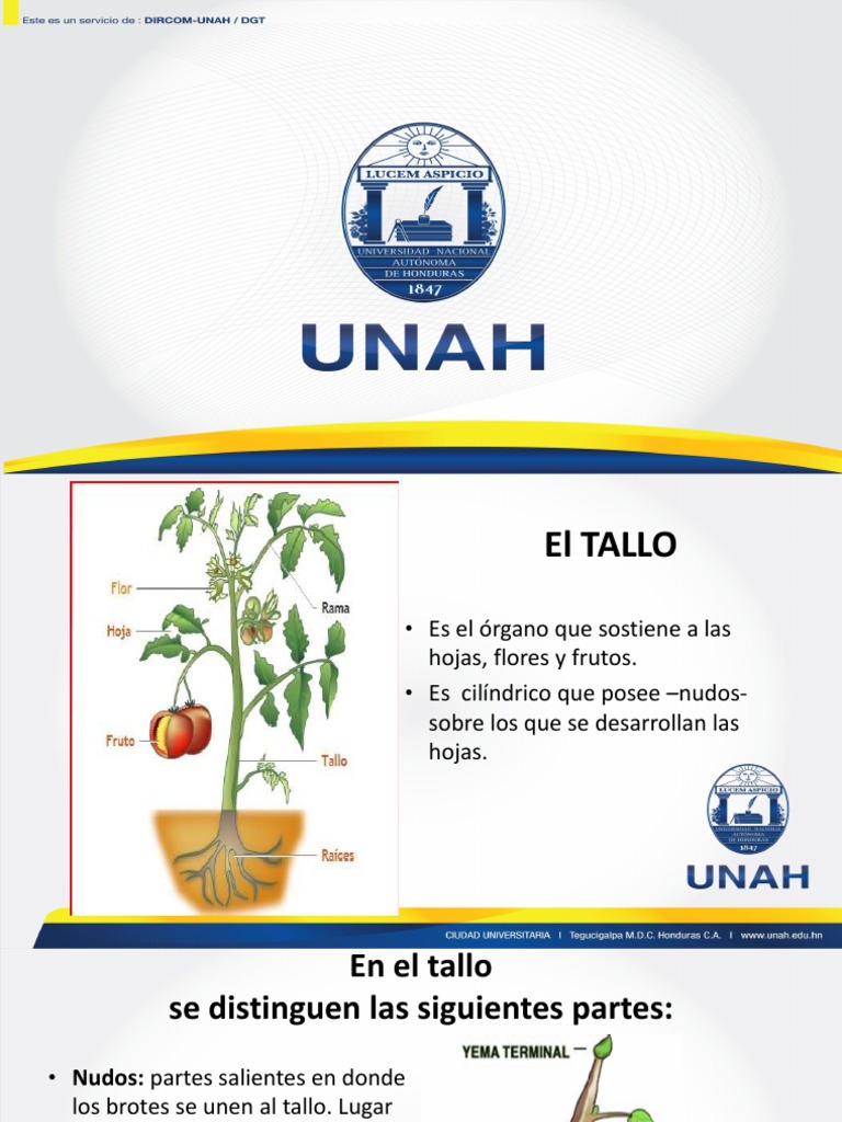 Partes y funciones del tallo vegetal | PDF | Tallo de la planta ...