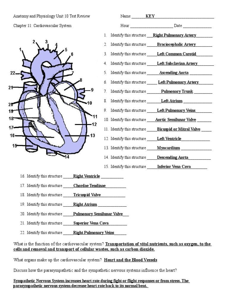 Anatomy and Physiology Unit 10 Test Review KEY | PDF | Artery | Heart