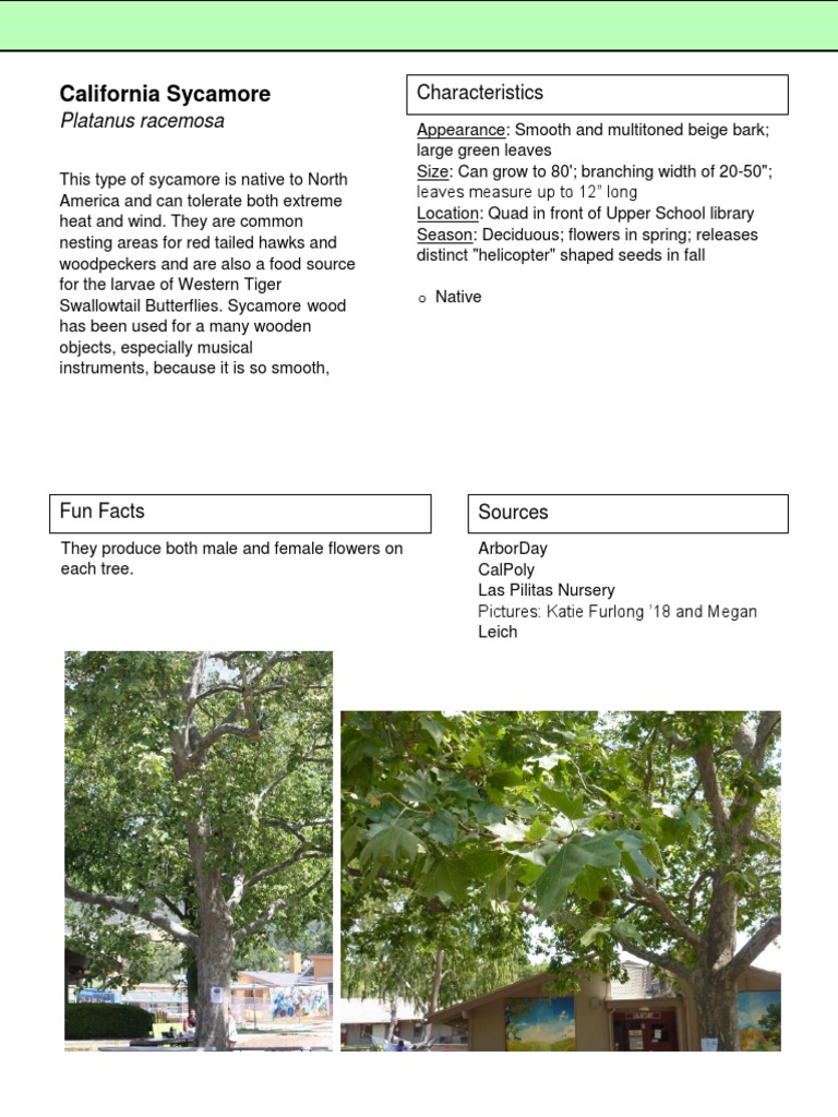 California Sycamore 1 | PDF