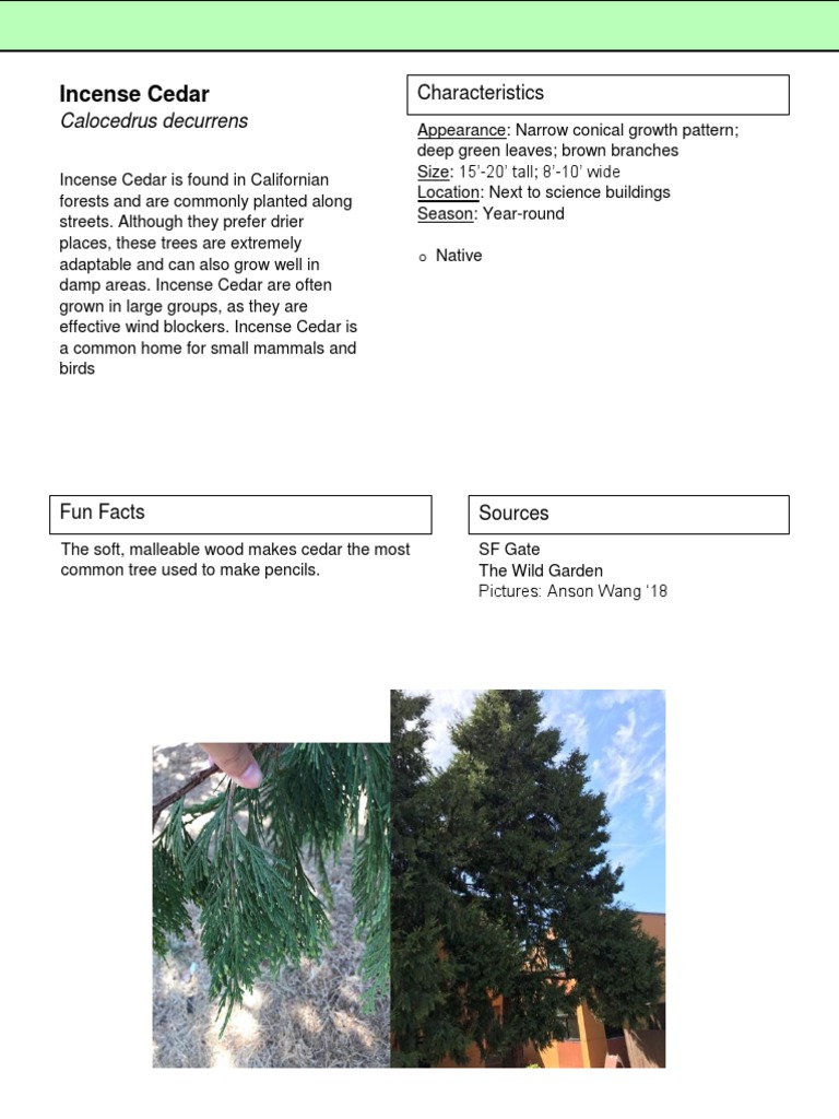Incense Cedar 1 | PDF
