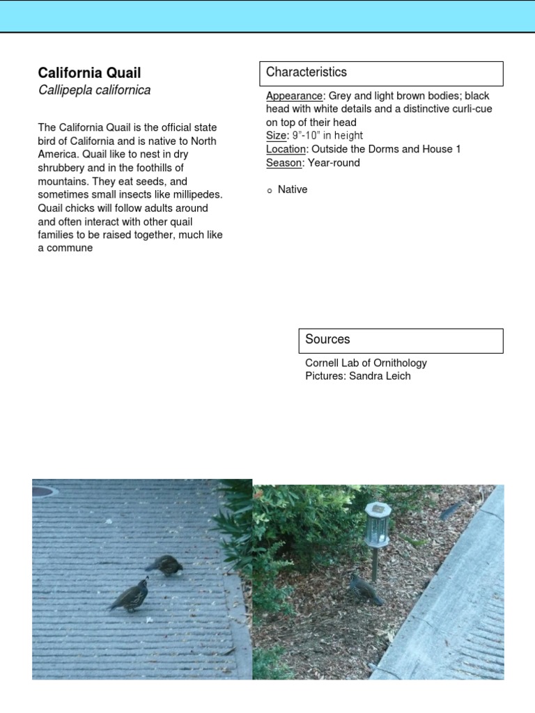 California Quail 1 | PDF | Holarctic Birds | Dinosaurs