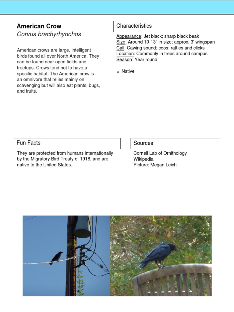 American Crow 1 | PDF | Science & Mathematics