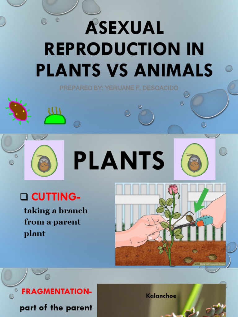 Asexual Reproduction Presentation | PDF | Botany | Biological Processes