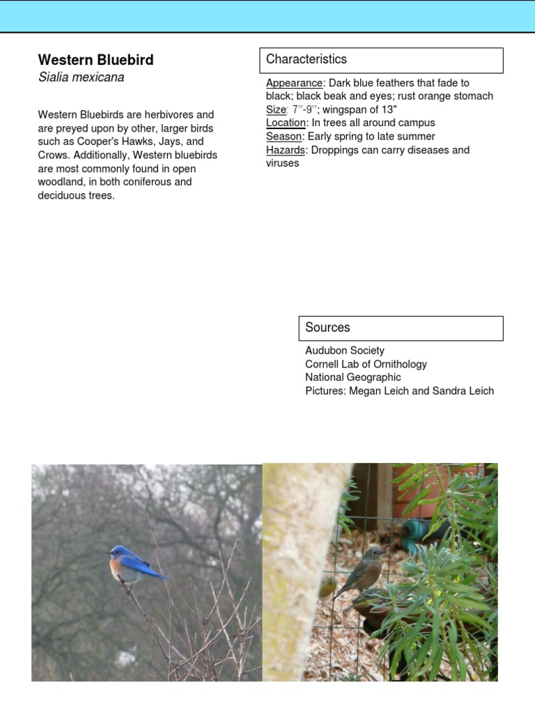 Western Bluebird 1 | PDF