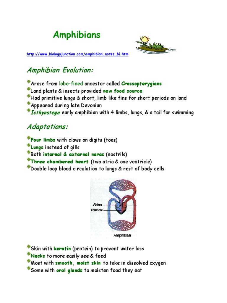 Amphibians: Amphibian Evolution | PDF | Amphibian | Frog