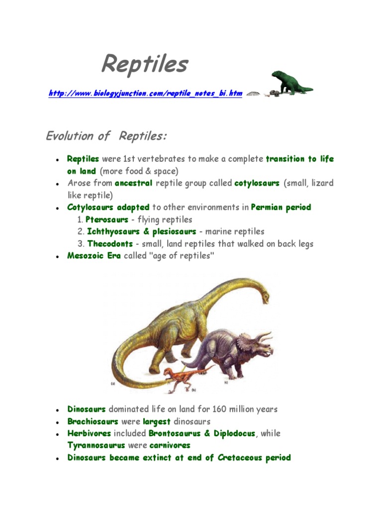 The Evolution and Adaptations of Reptiles: From Ancient Cotylosaurs to ...