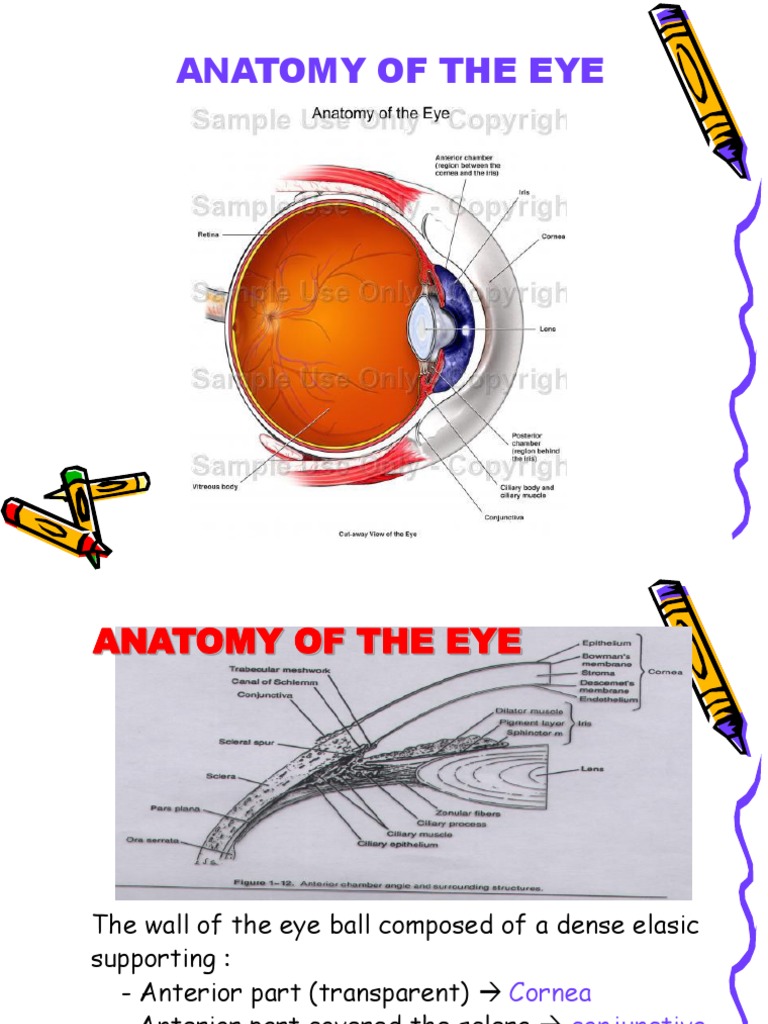 Anatomy Revisi Kons | PDF | Cornea | Human Eye