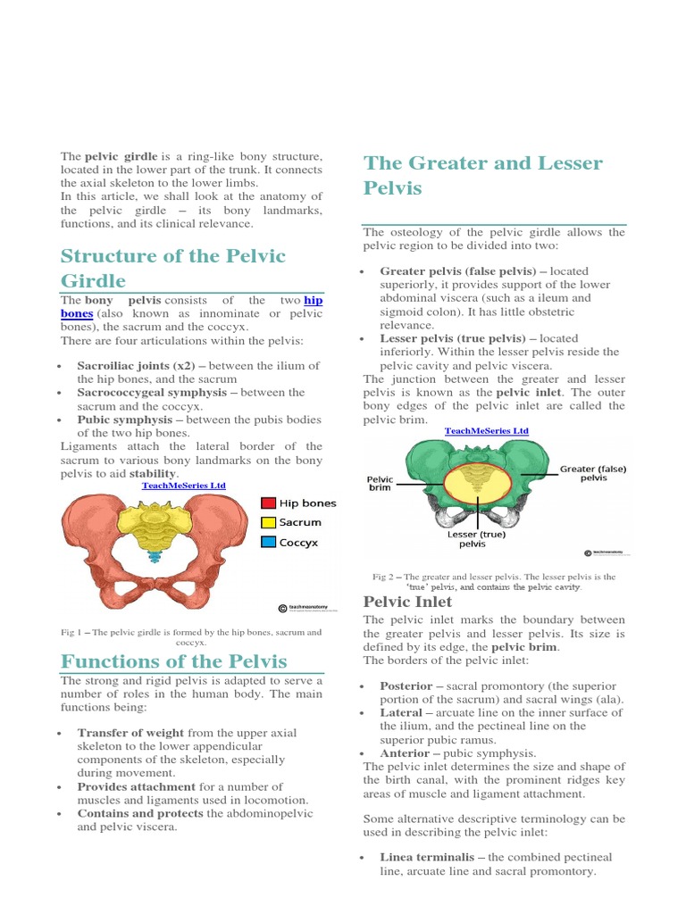 The Greater and Lesser Pelvis: Hip Bones | PDF | Pelvis ...