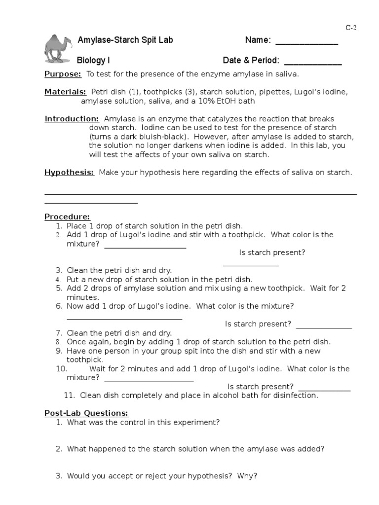 C 2 Amylase Starch Spit Lab C 2 | PDF | Saliva | Starch