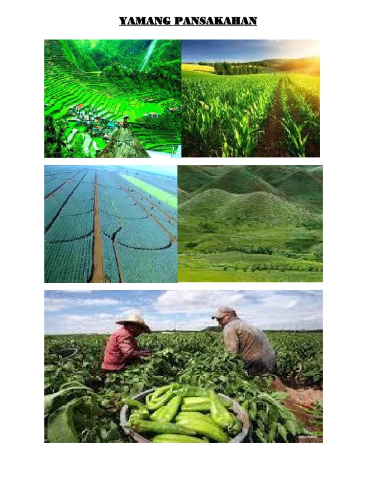 Yamang Pansakahan | PDF