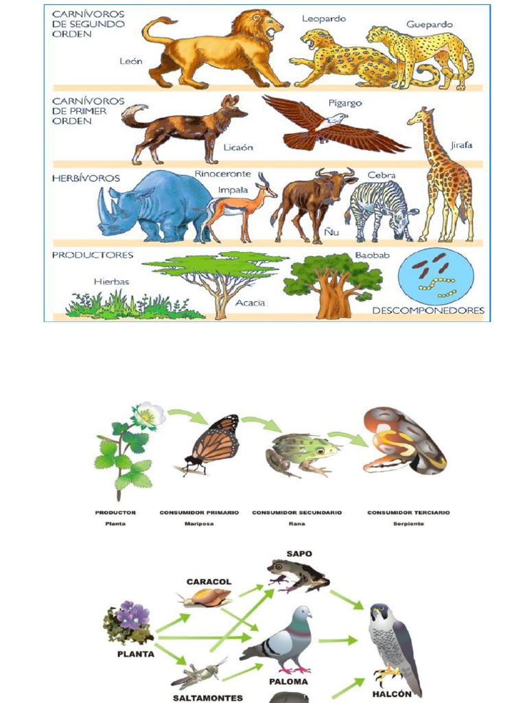 Cadena Alimenticia Esquema | PDF