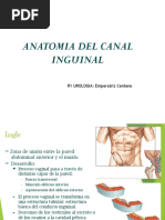 Anatomía de la Región Inguinocrural | PDF | Abdomen | Anatomía