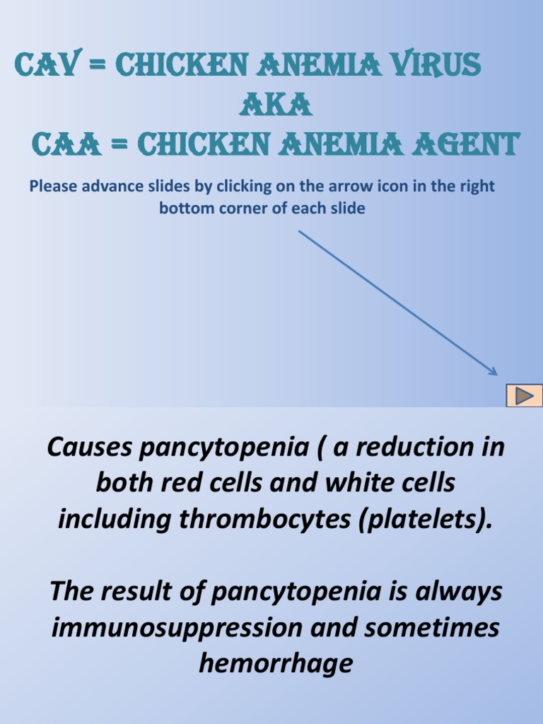 CAV-Chick Anemia Virus | PDF | Coefficient Of Variation | Infection