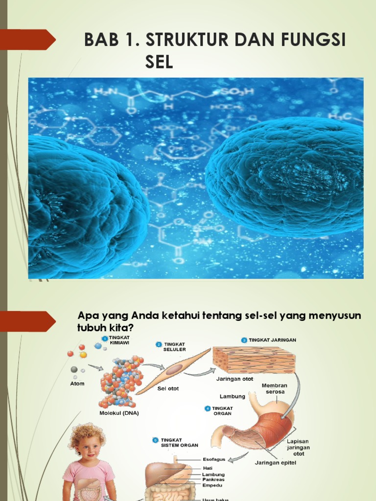 Struktur Dan Fungsi Sel Dasar Kehidupan Pdf