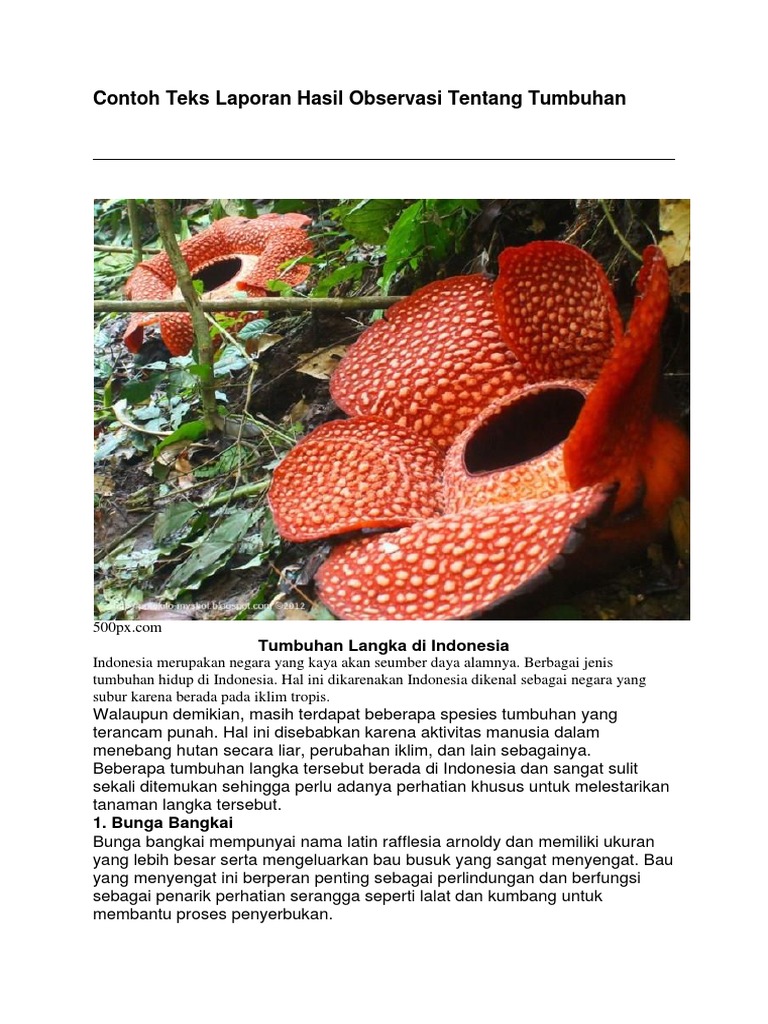 Contoh Teks Laporan Hasil Observasi Tentang Tumbuhan | PDF