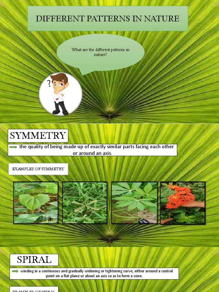 Patterns in Nature: Symmetry, Spirals, and More | PDF