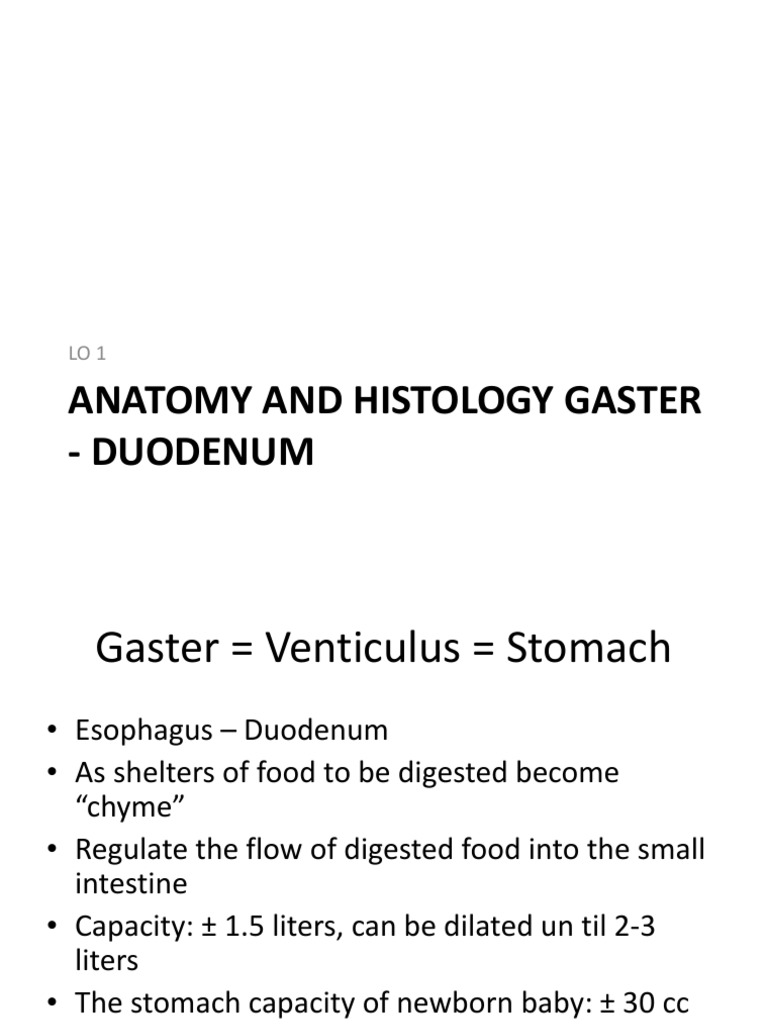 Anatomy of Stomach & Duodenum | PDF | Stomach | Gastroesophageal Reflux ...