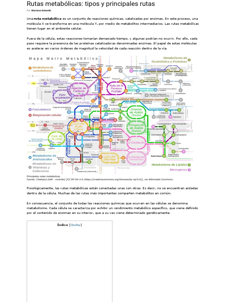 Rutas Metabólicas - Tipos y Principales Rutas - Lifeder | PDF | Metabolismo | Glucólisis