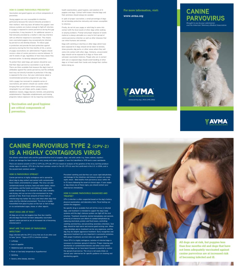 Canine Parvovirus Explained | Download Free PDF | Infection | Animals ...