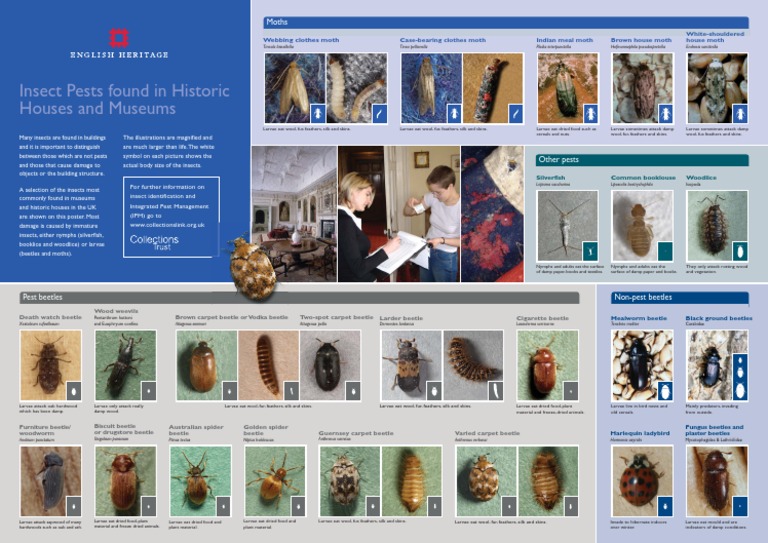 Insect Pests Historic Houses Poster | PDF | Beetle | Insects