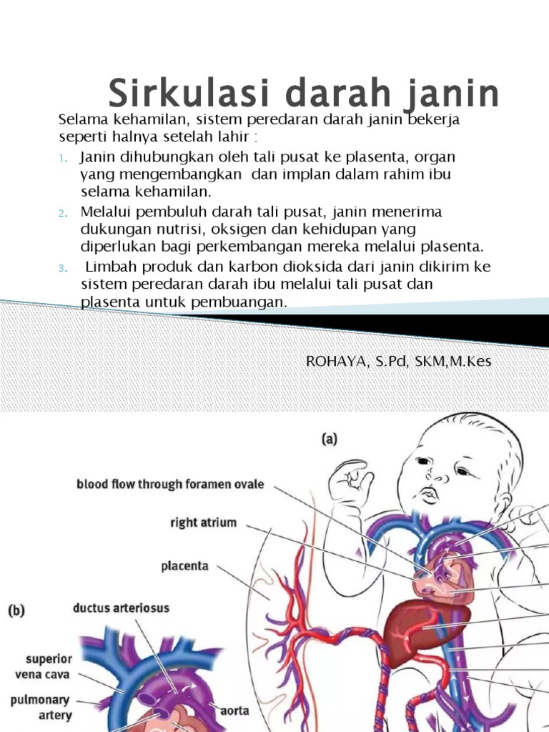 Sirkulasi Darah Janin | PDF