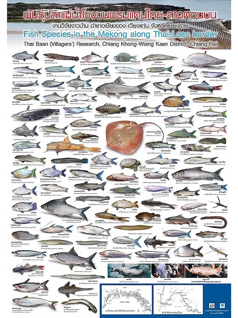 Fish Species in The Mekong Along Thai-Laos Border | PDF