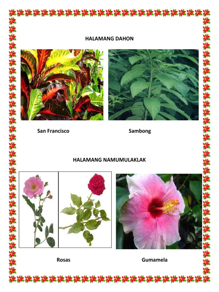 Halamang Dahon | PDF