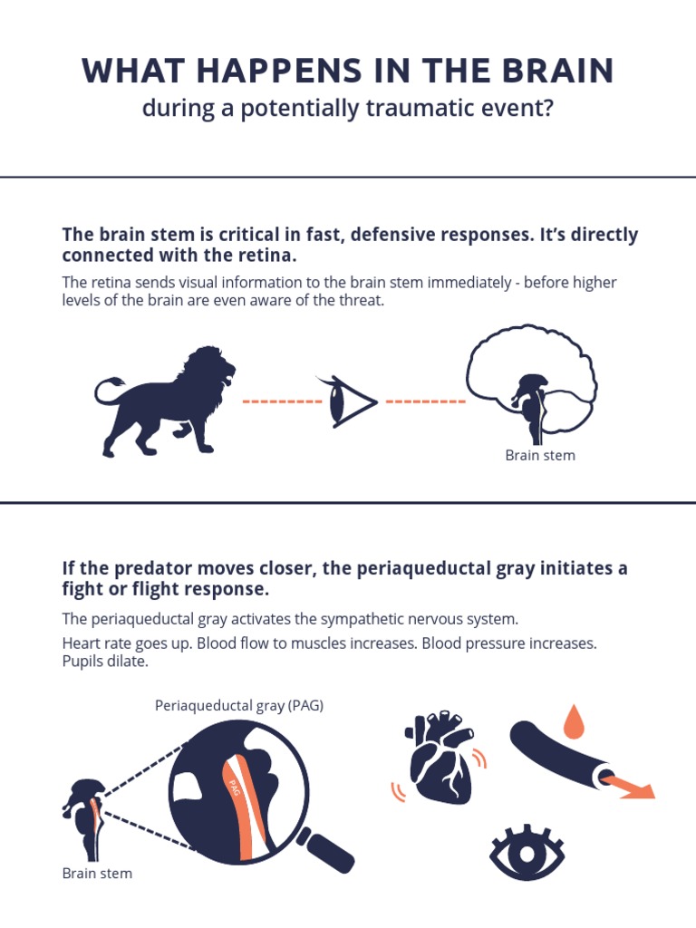 What Happens in The Brain: During A Potentially Traumatic Event? | PDF