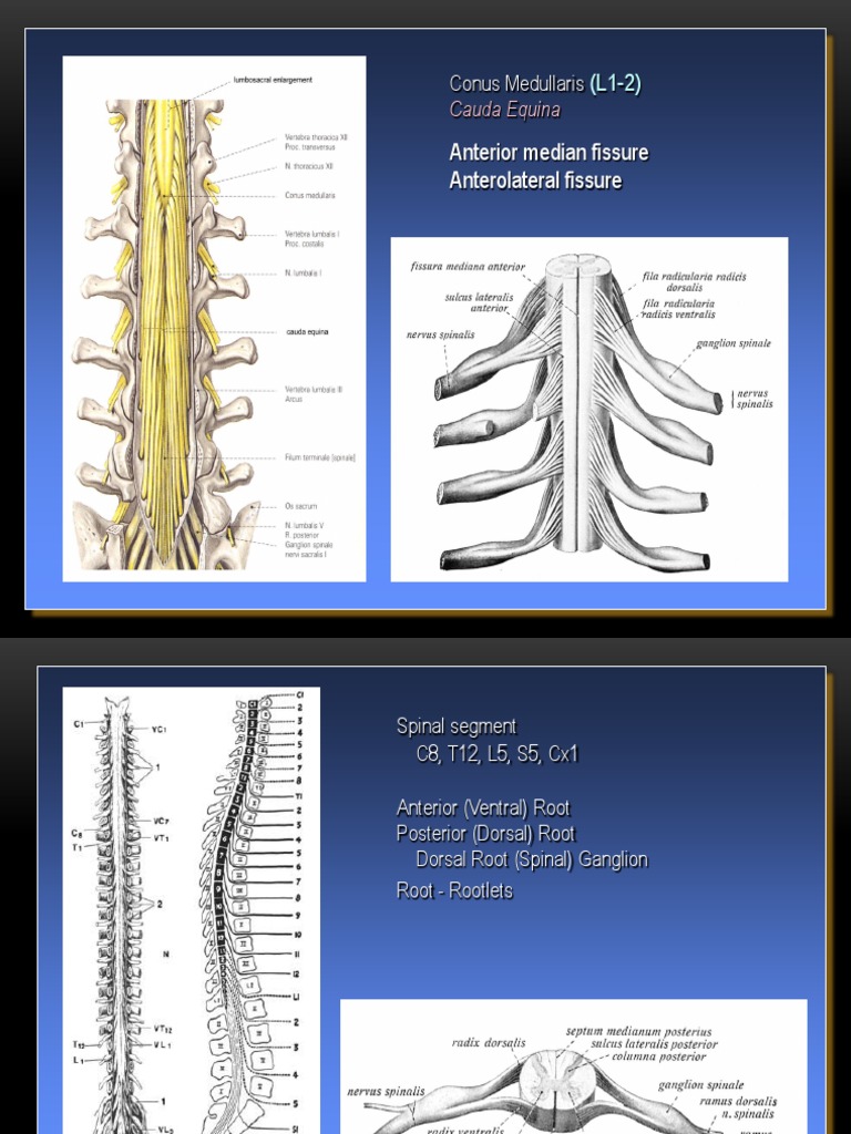 Kuliah Medula Spinalis | PDF | Spinal Cord | Brainstem