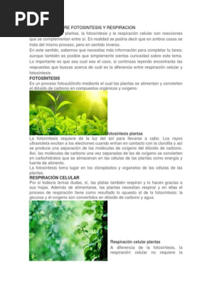 Clave De Respuestas De La Hoja De Trabajo De Respiración Celular