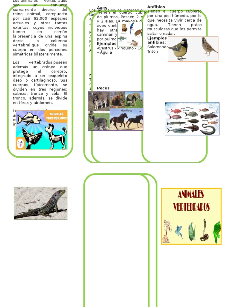 La clasificación de los cinco grupos principales de vertebrados ...