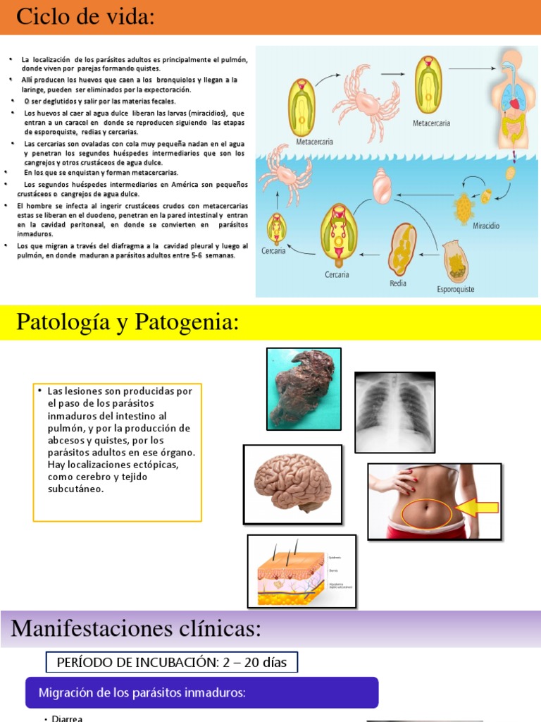 Ciclo de vida y síntomas de paragonimiasis | PDF | Especialidades ...