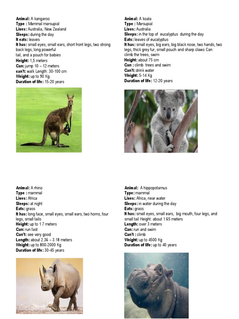 Animals Descriptions | PDF | Mammals | Koala