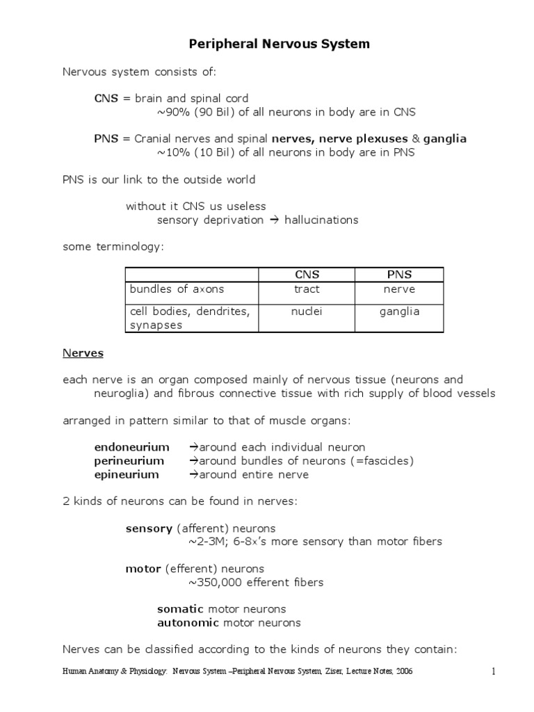 Peripheral Nervous System Notes | PDF | Autonomic Nervous System ...