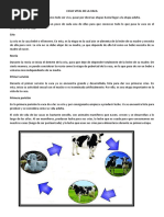 Ciclo de Vida de La Vaca | PDF | Vacas | Leche