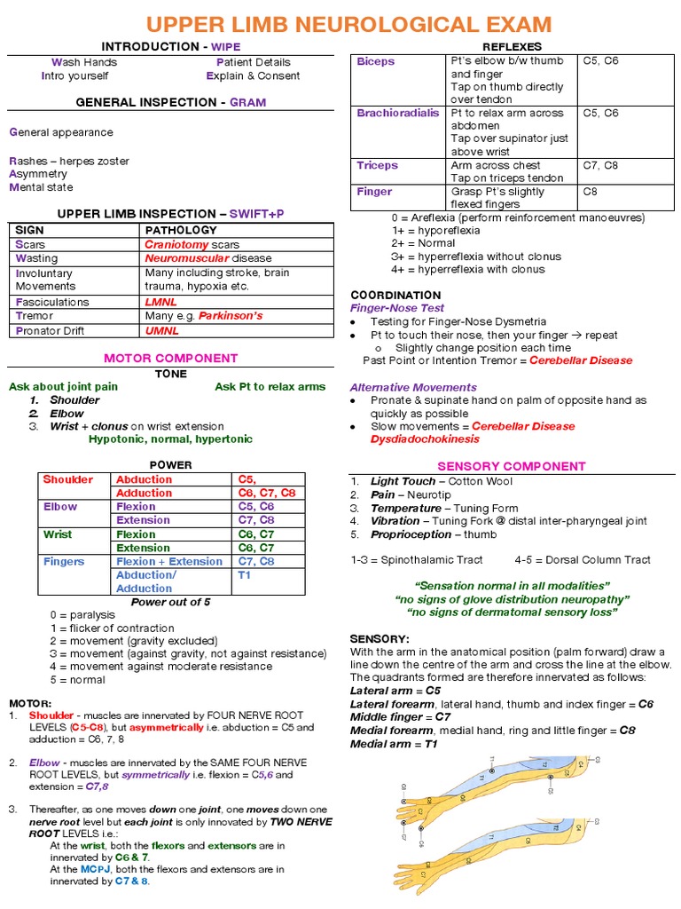UL Neuro Exam | PDF | Anatomical Terms Of Motion | Arm