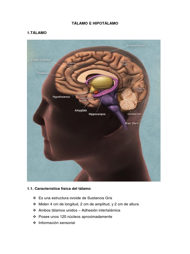 Tálamo e Hipotálamo | Tálamo | Hipotálamo