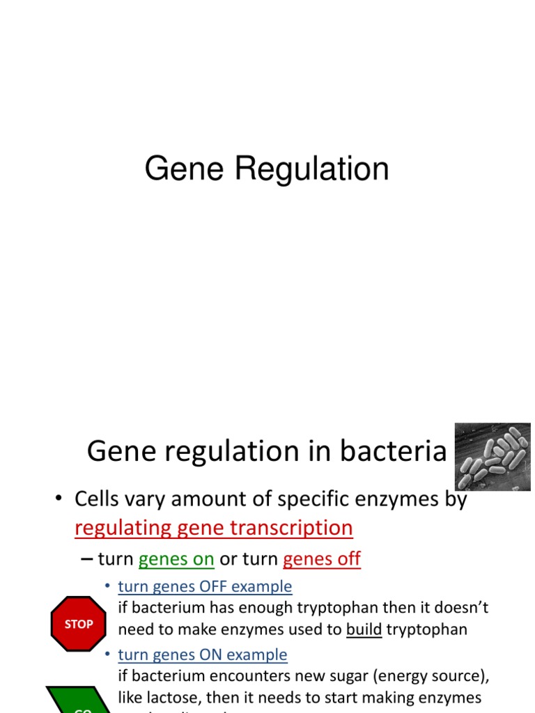 Gene Regulation | PDF | Operon | Regulation Of Gene Expression