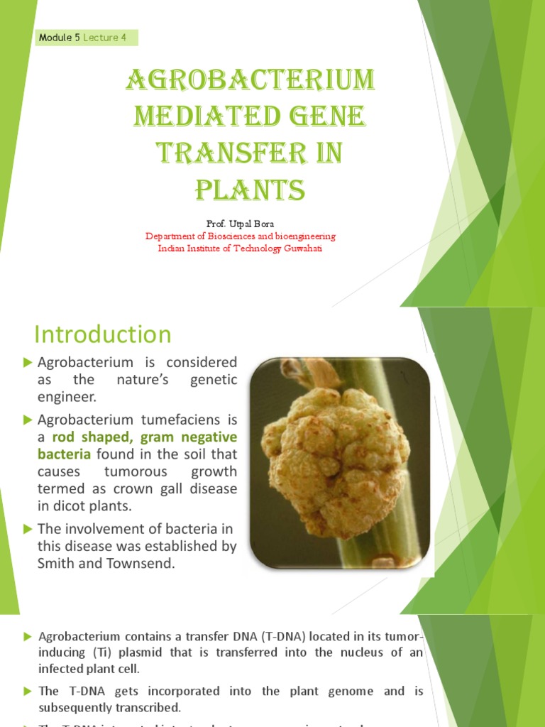 9 - Agrobacterium Mediated Transfer | PDF | Plasmid | Transformation ...