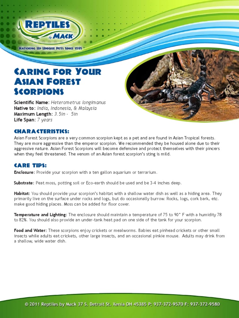Asian Forest Scorpion Care Sheet | PDF