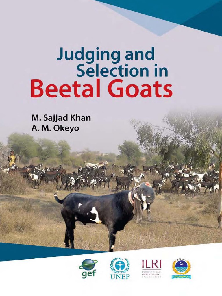 Beetal Goats Judging and Selection | PDF | Goat | Testicle