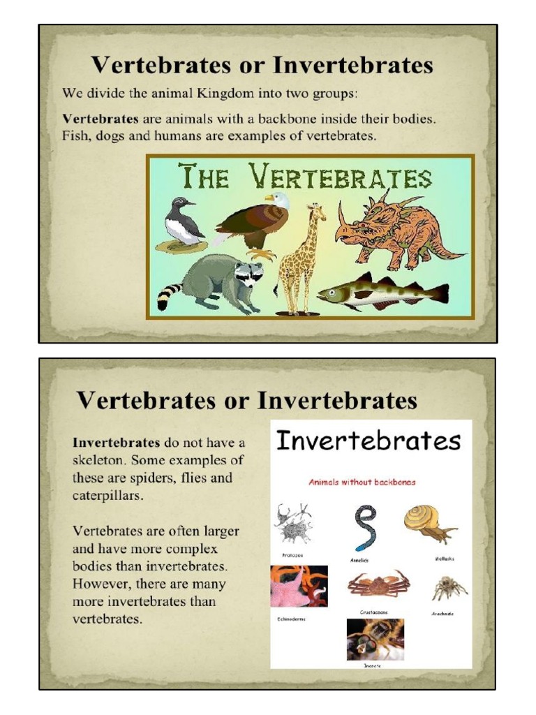 vertebrates and invertebrates.docx | Invertebrate | Skeleton