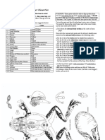 Labeled Frog Anatomy Flipbook Guide | PDF