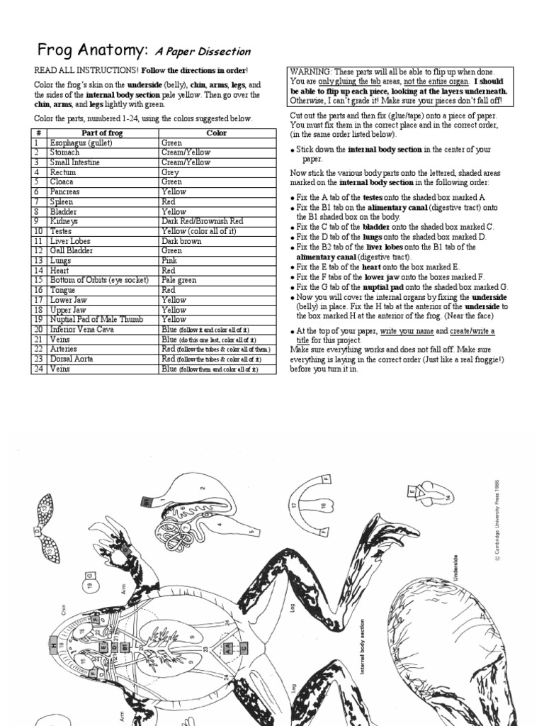 Practicca Diseccion Rana | PDF | Gastrointestinal Tract | Vein