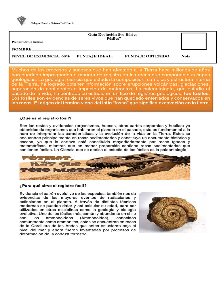 Tipos y formación de fósiles | PDF | Fósil | Roca (geología)