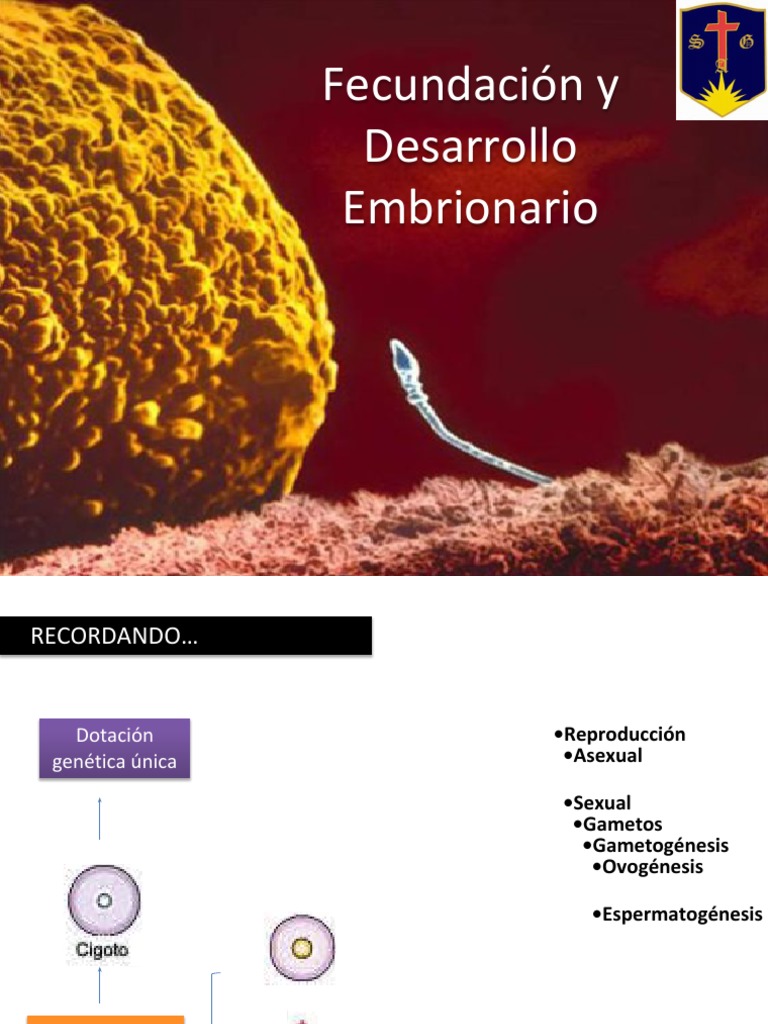 Fecundacion | PDF | Placenta | El embarazo