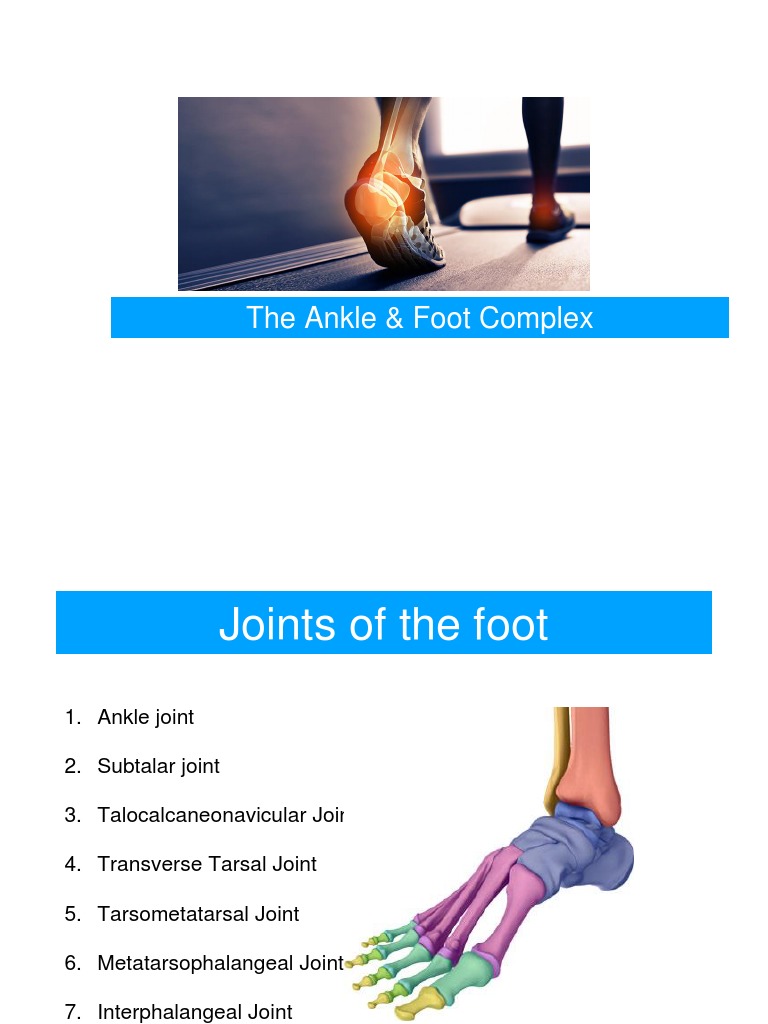 The Ankle & Foot Complex | PDF | Science & Mathematics