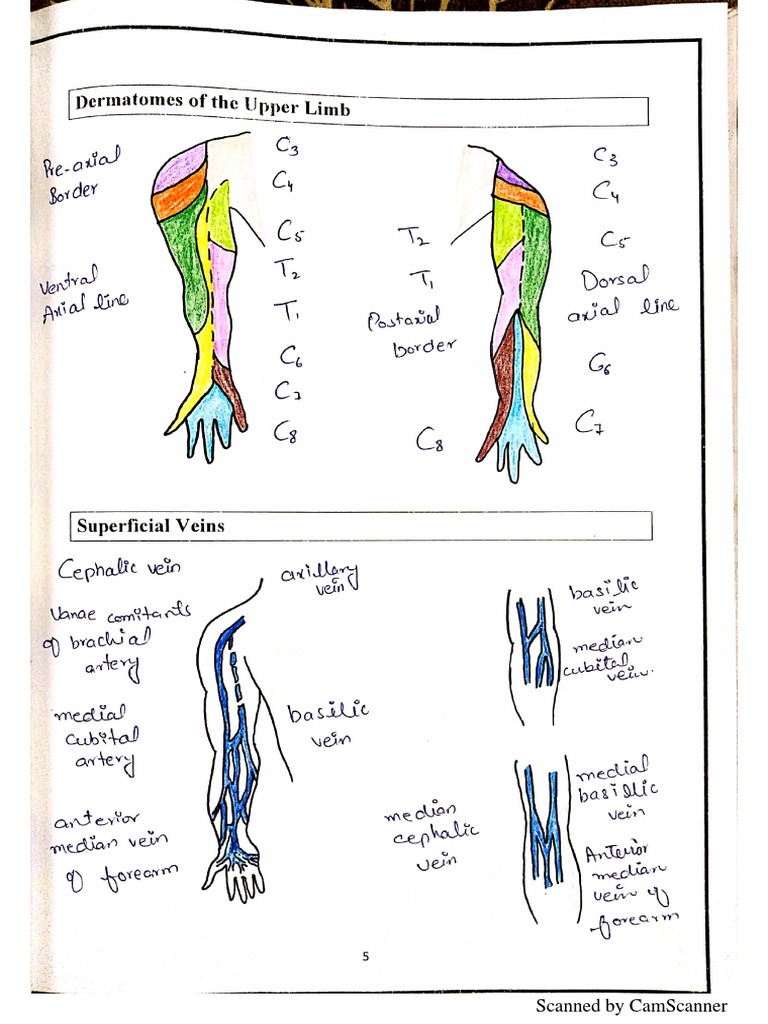 Anatomy Practicals | PDF