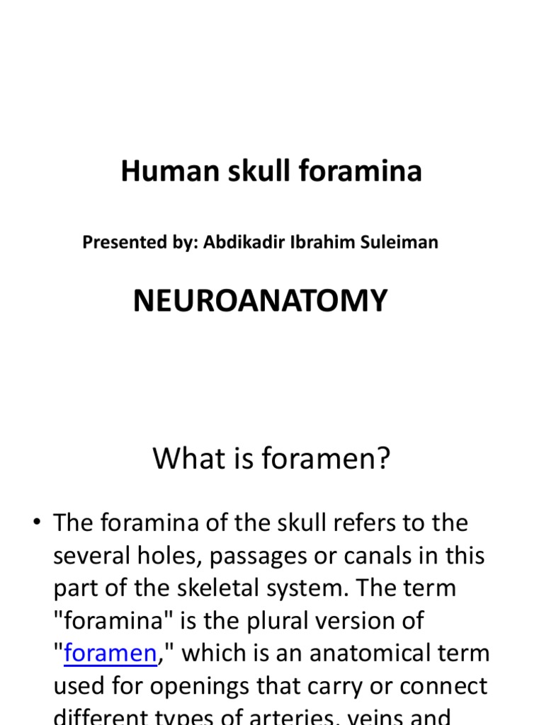Human Skull Foramina22 | PDF | Skull | Human Head And Neck