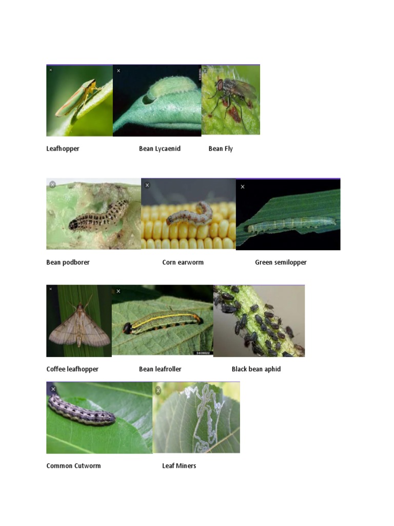 Rice Insects | PDF